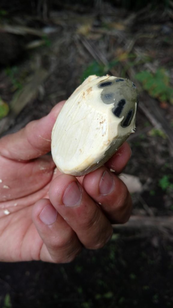 Tagua Seed | Composition Materials Co.